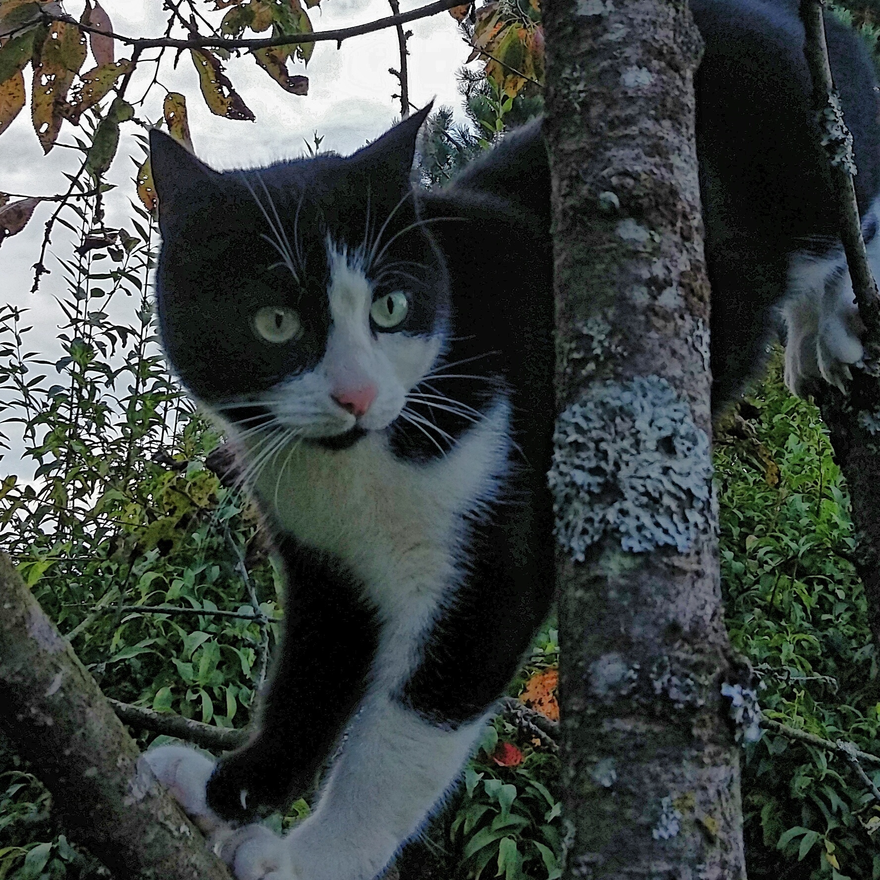 Lets get started – Hello, I am D'Artagnan Swiss Cat Musketeer. Follow ...